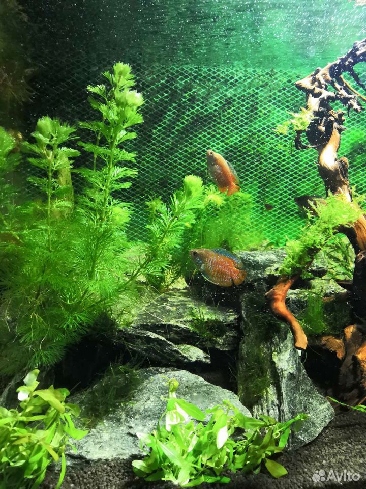 Рыбки Лялиус 4шт