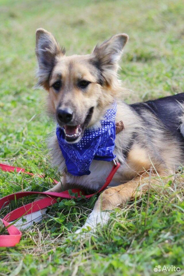 Молодой пес Байкал в добрые руки