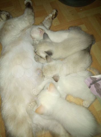 Тайские котята