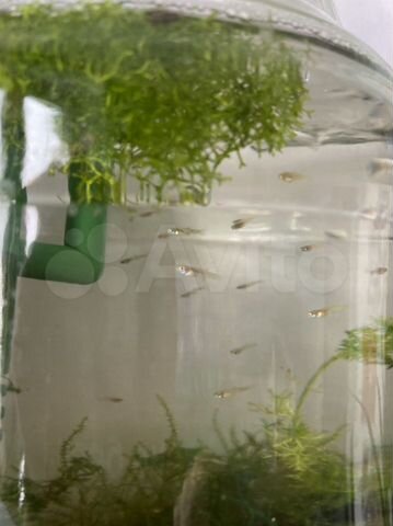 Гуппи детки, улитки