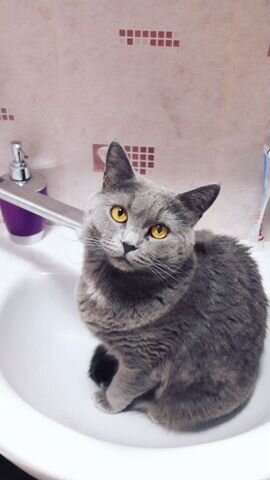 Кошечка в добрые руки