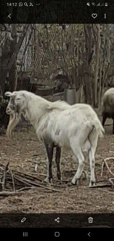 Козел, коза, козленок