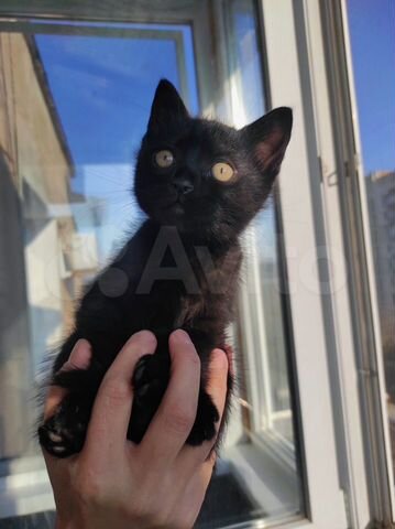 Красивые домашние котята