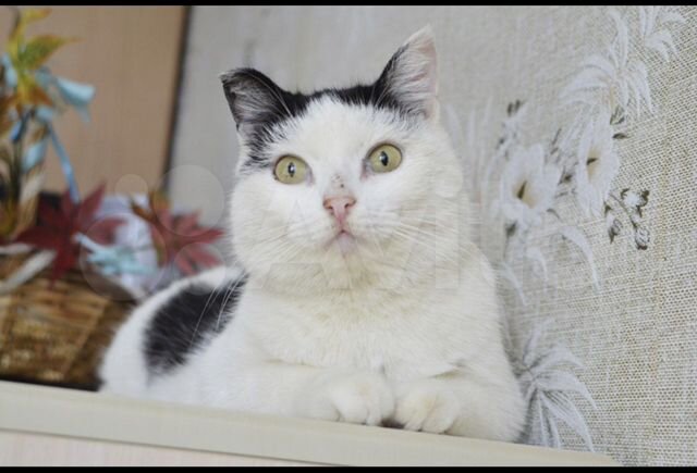 Кошка Любава