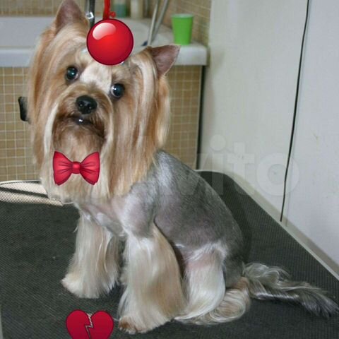 Йоркширский терьер щенки, алиментная девочка