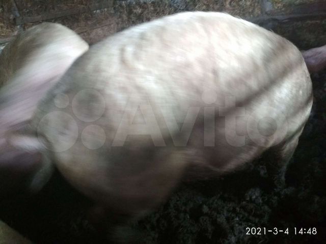 Хряк и свиноматка