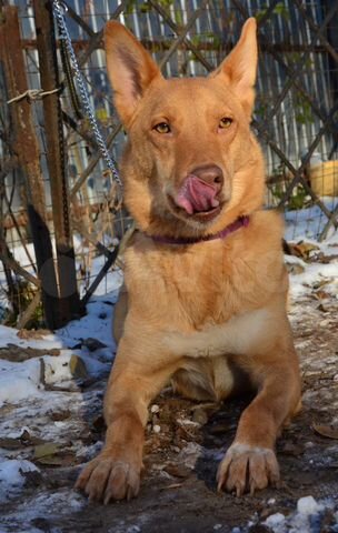 Рыжий солнечный мальчишка