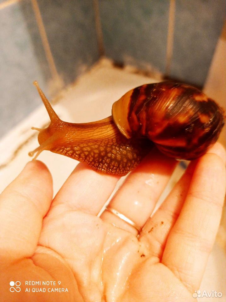 Улитка Ахатин