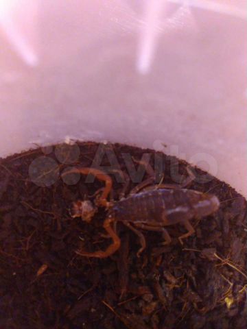 Скорпион Lychas tricarinatus L1