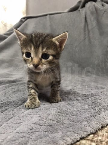 Котятки в добрые руки