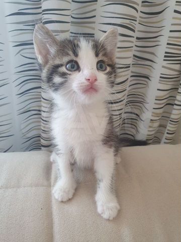 Котятки в ответственные руки