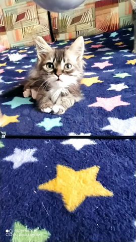 Отдам котенка Нафаню