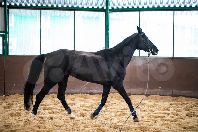 Продаю ольденбургскую кобылу