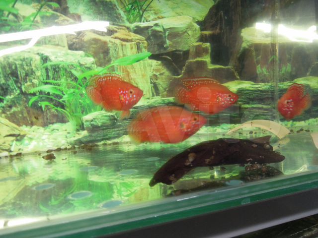 Хемихромис лифалили баллон