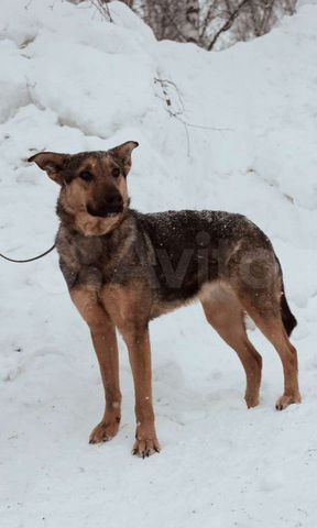 Ласковая Комета в семью