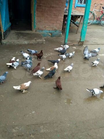 Продаются голуби