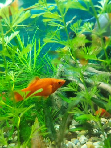 Аквариумные рыбки