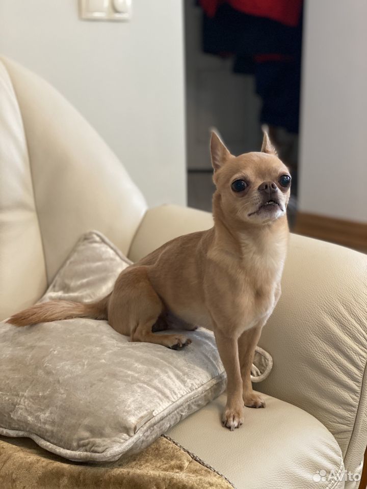 Вязка чихуахуа (кобель)