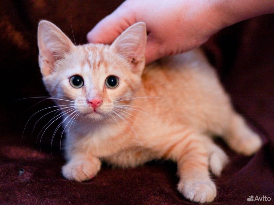 Малышка Голди ищет семью