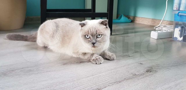 Чистокровная шотландская кошка