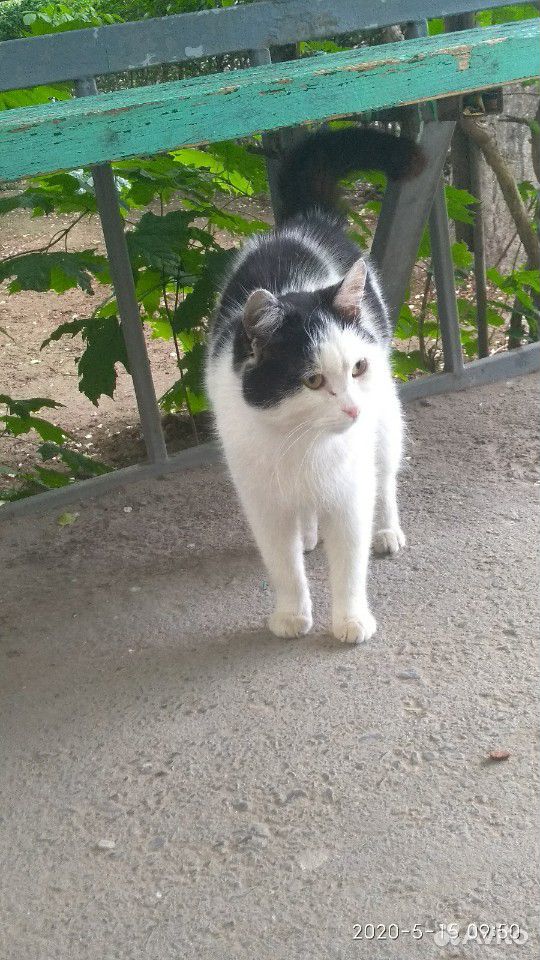 Общедомовой котик 1,3 года