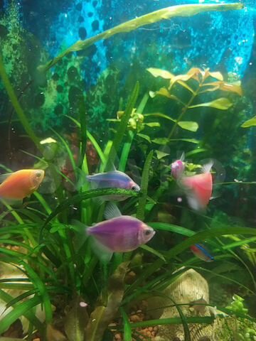 Рыбки тернеция