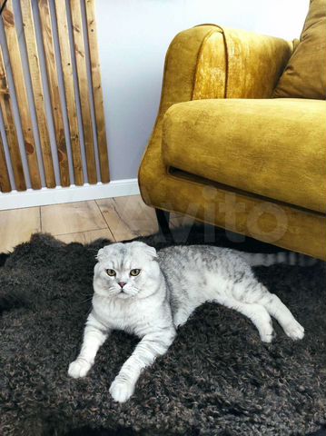 Шотландский кот вязка