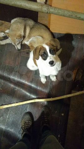 Щенок в добрые руки